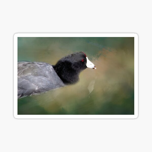 "American Coot" Sticker for Sale by fineart2017 | Redbubble