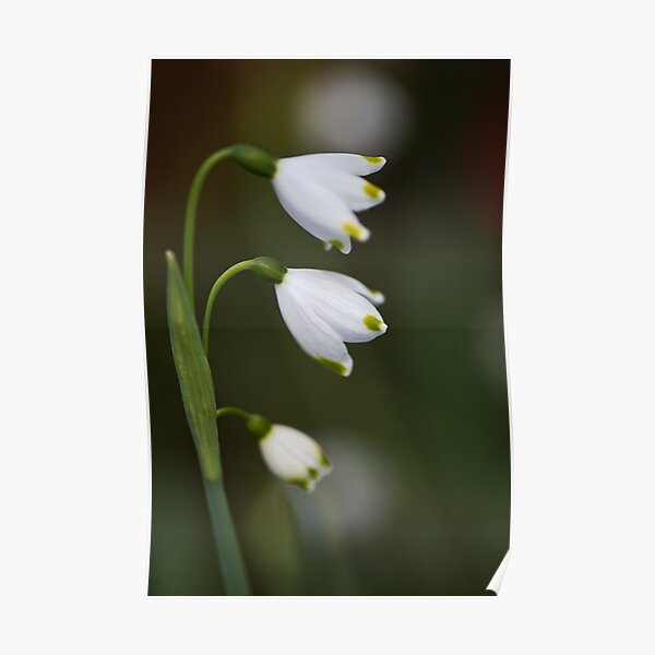 Snowdrop Posters | Redbubble