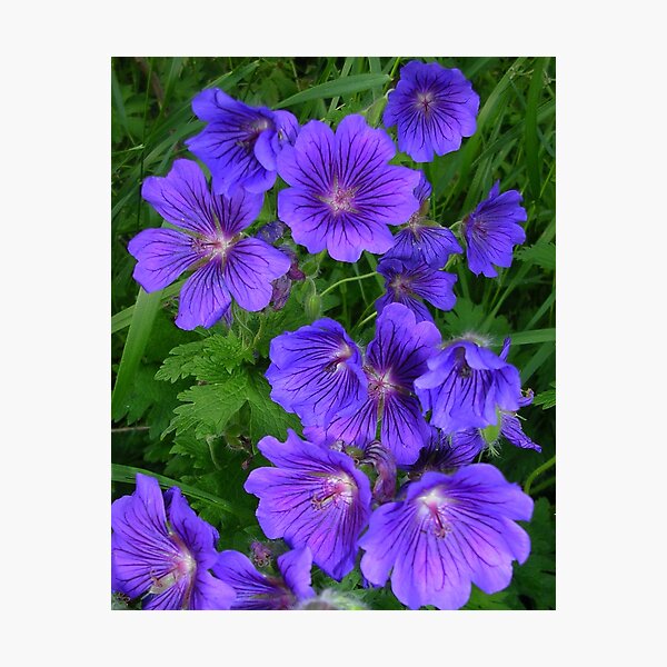 Rozanne Gifts & Merchandise | Redbubble