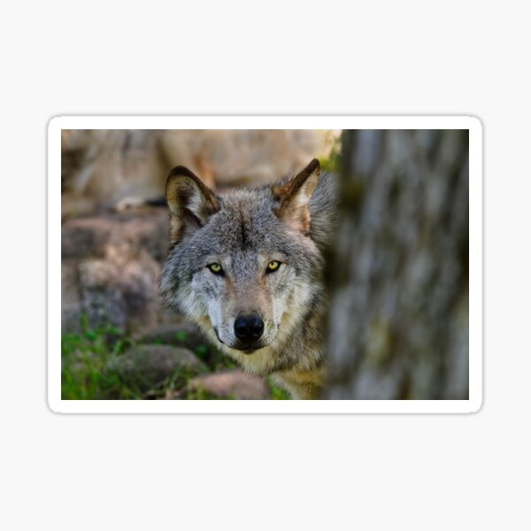 "Timber Wolf" Sticker for Sale by WolvesOnly | Redbubble