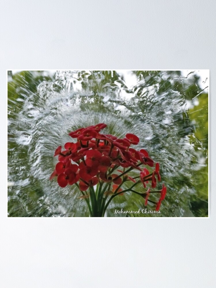 "Flowerphotography of Red Rose with water Flash" Poster for Sale by ...