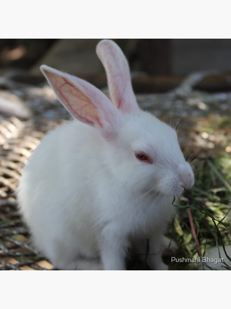 "Rabit" Poster by bhagatshail | Redbubble