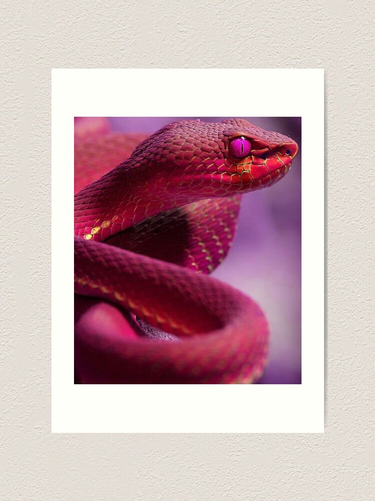 "Pink Snake " Art Print for Sale by asun5 | Redbubble