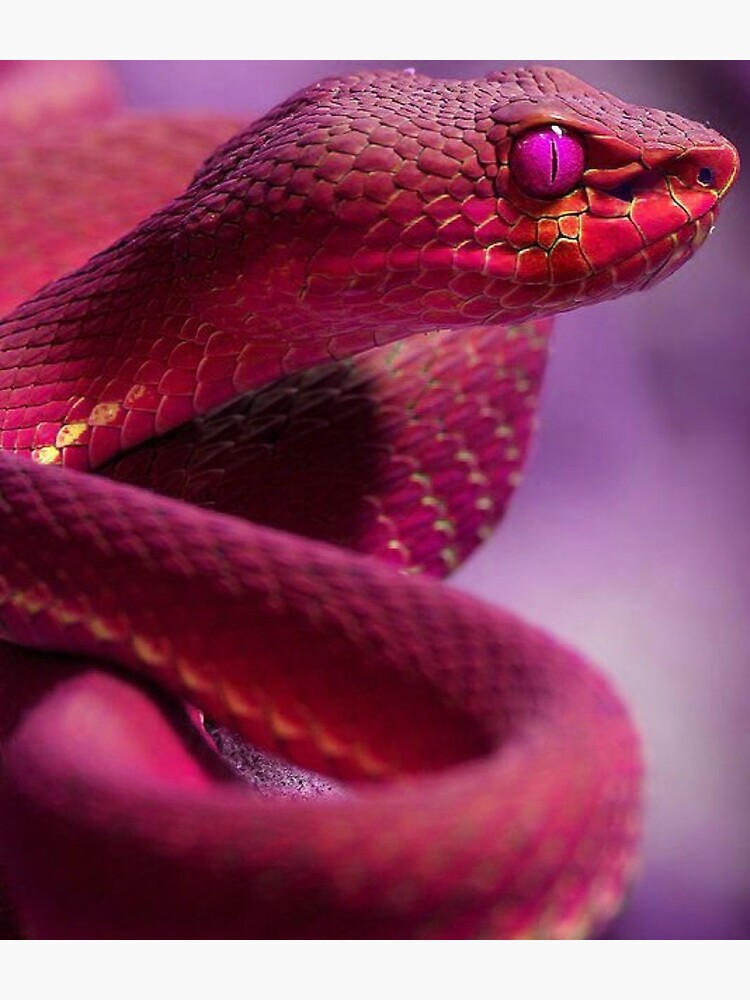 "Pink Snake " Art Print for Sale by asun5 | Redbubble