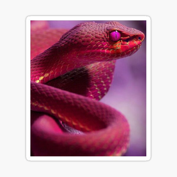 "Pink Snake " Sticker for Sale by asun5 | Redbubble