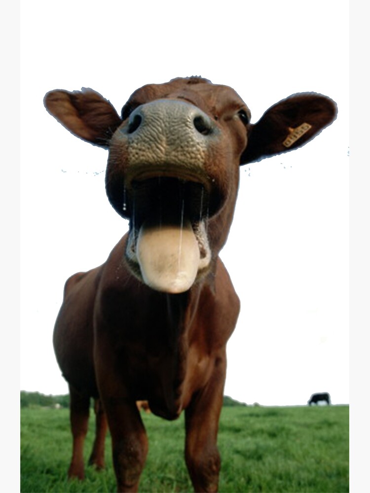 "Drooling cow" Poster for Sale by Gaspomumo | Redbubble