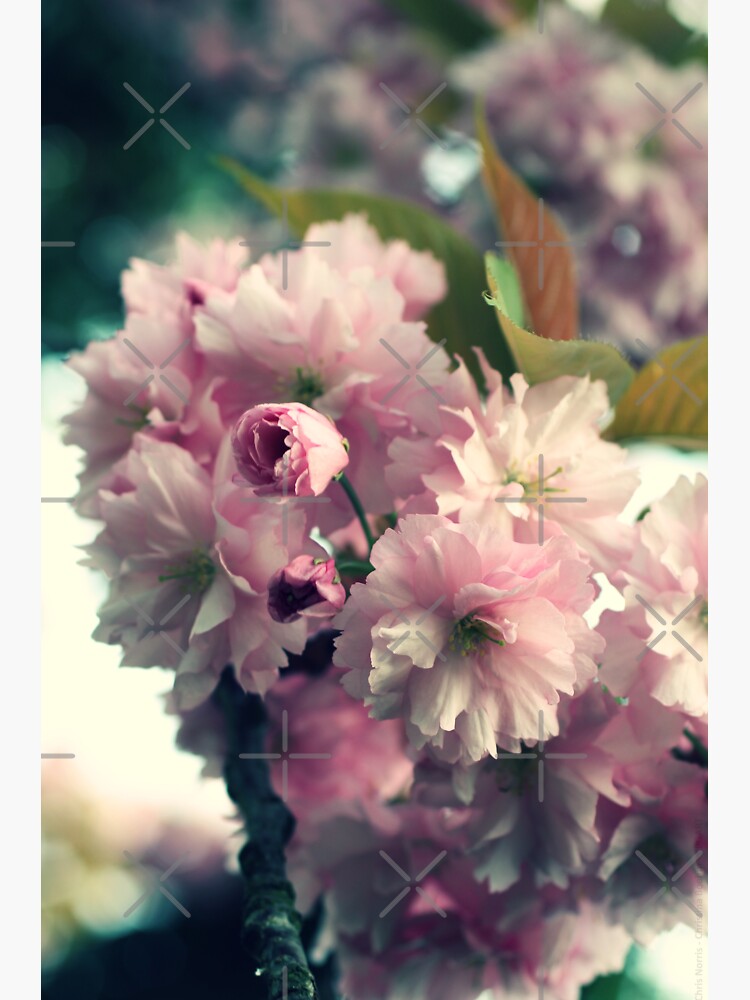 "Sakura - Five - Hanami" Sticker by greatnorris | Redbubble