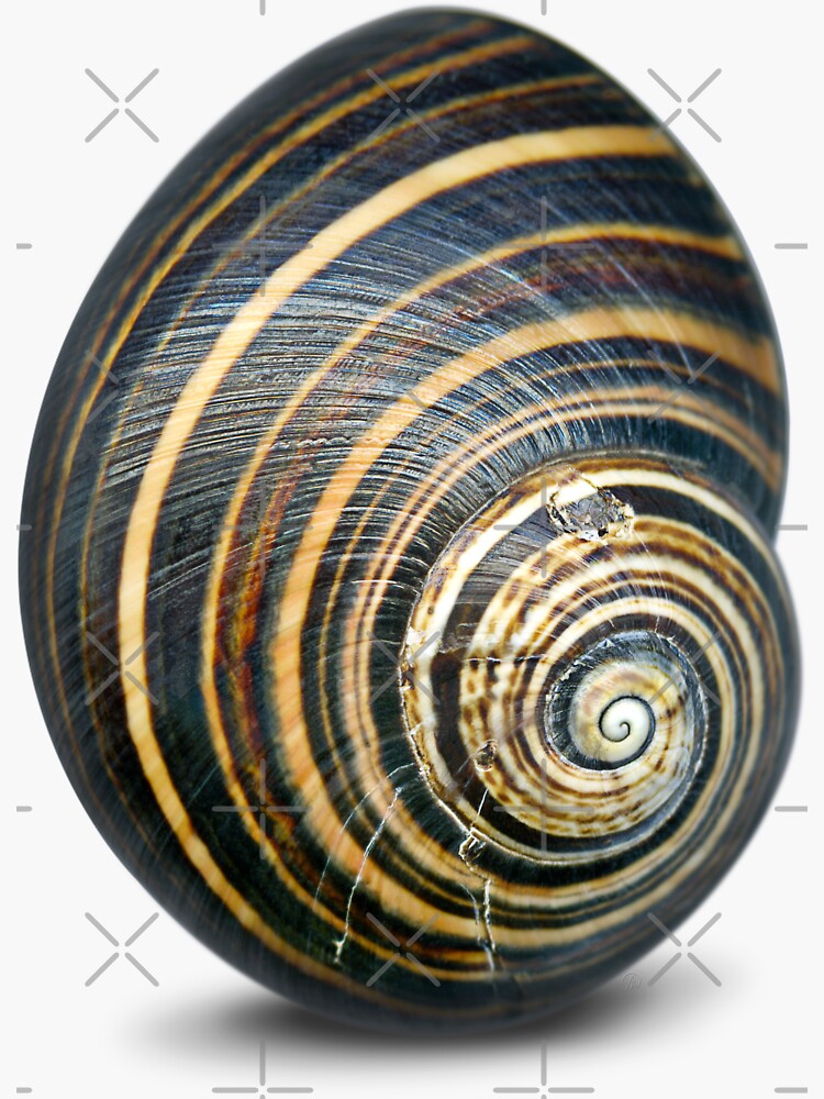 "Stay in your shell! Snail." Sticker for Sale by Vacherol2020 | Redbubble