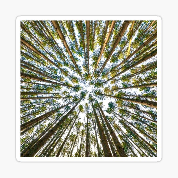 "Tall Tree Canopy" Sticker for Sale by Amazinggrace63 | Redbubble