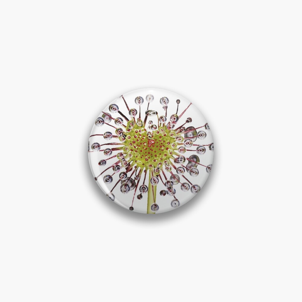 "Sundew" Sticker for Sale by DroseraRegia | Redbubble