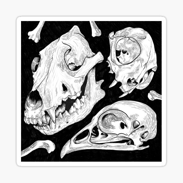 "Animal Skulls" Sticker by Amber-Claus | Redbubble