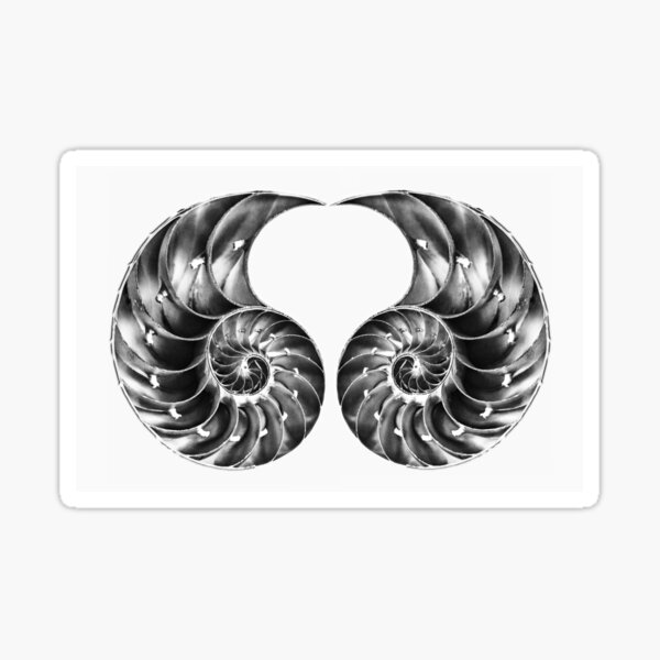 "Nautilus Art" Sticker for Sale by smichen | Redbubble