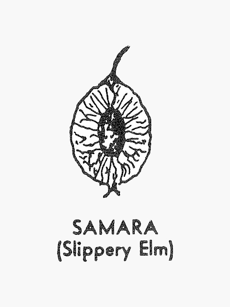 "Slippery Elm FRUIT" Sticker for Sale by Ukuvuka | Redbubble
