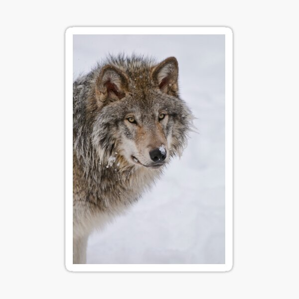 "Timber Wolf" Sticker for Sale by WolvesOnly | Redbubble