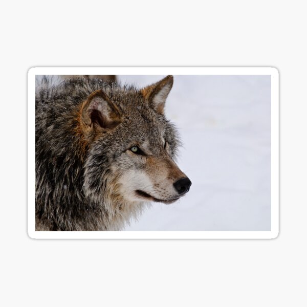 "Timber Wolf" Sticker by WolvesOnly | Redbubble