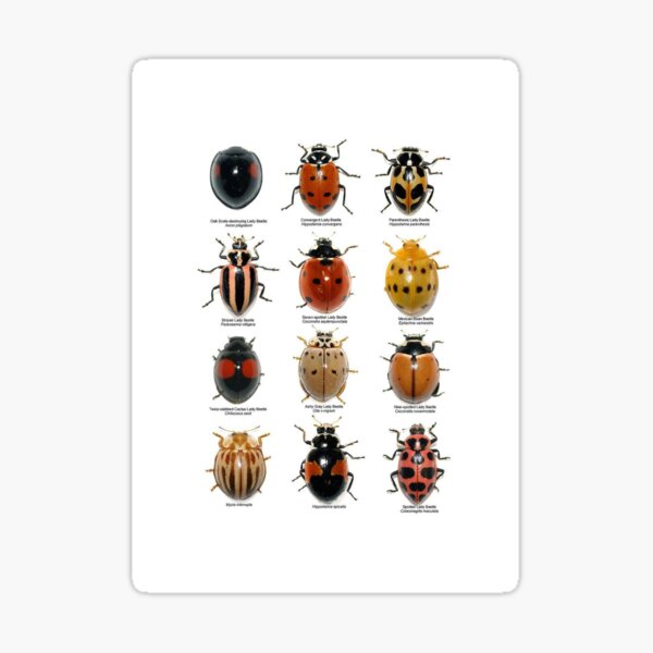 "BUGS, BEETLES LADYBIRDS" Sticker for Sale by Shedbetters | Redbubble