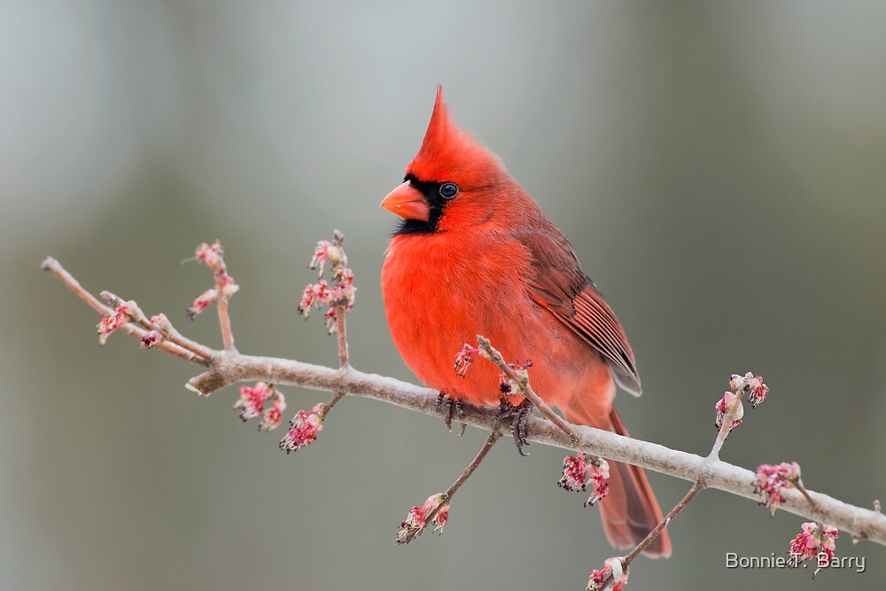 "Cardinal on Swamp Maple Branch" by Bonnie T. Barry | Redbubble