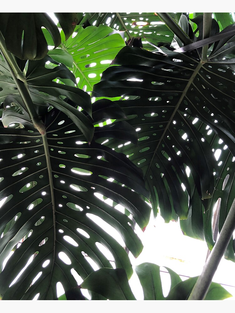 "Monstera Shade Swoon" Sticker for Sale by modaisy | Redbubble