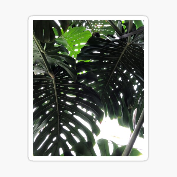"Monstera Shade Swoon" Sticker for Sale by modaisy | Redbubble