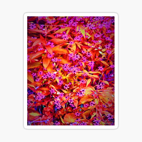 "New Flowers Clash With Color" Sticker by RiverDeeDesigns | Redbubble