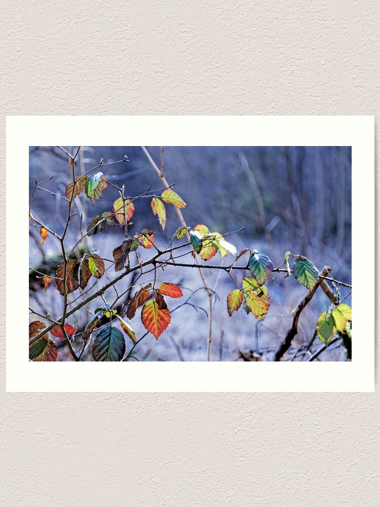 "Bramble and colors in the forest, photo" Art Print by etixcreation ...