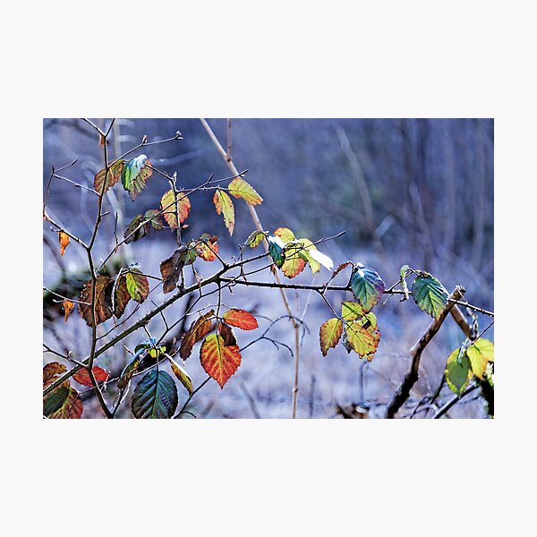 "Bramble and colors in the forest, photo" Photographic Print by ...