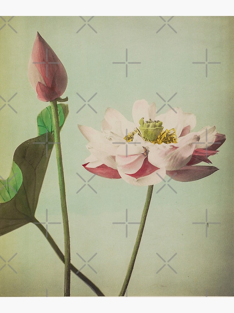 "Japanese Lotus Flower Colorized Photo - Traditional Japanese Art " Art ...