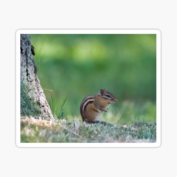 "Chippy" Sticker for Sale by suburbanwilds | Redbubble