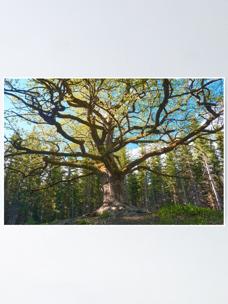 "Oak Tree" Poster by ZarroukSamir | Redbubble