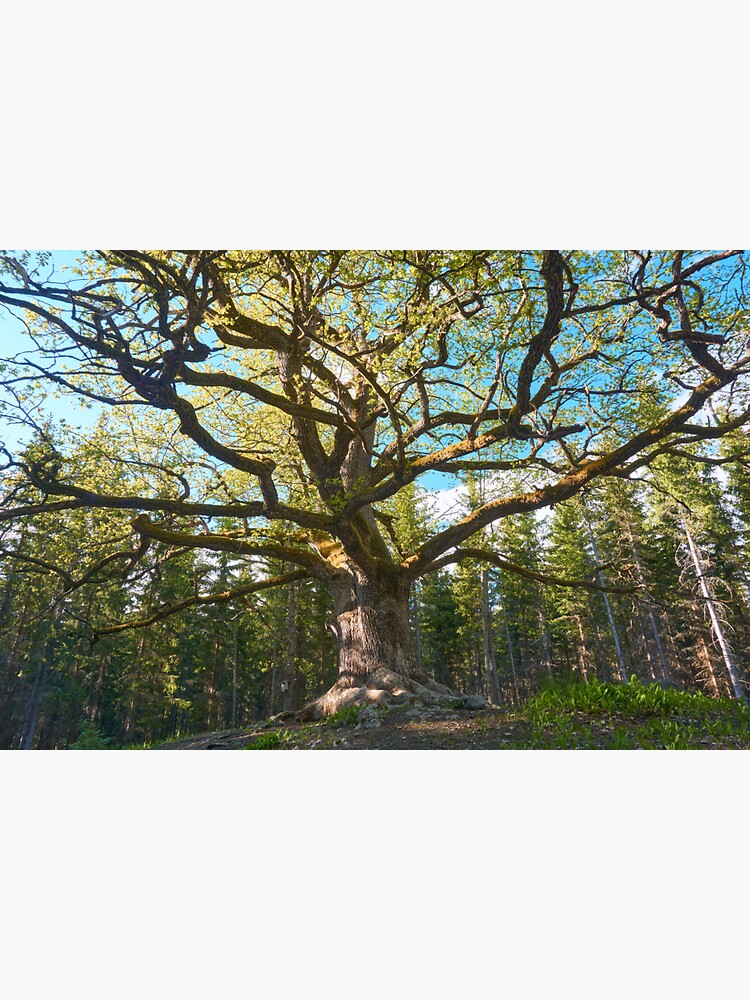 "Oak Tree" Sticker for Sale by ZarroukSamir | Redbubble