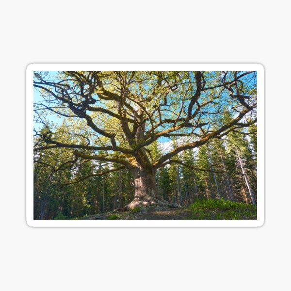 "Oak Tree" Sticker for Sale by ZarroukSamir | Redbubble