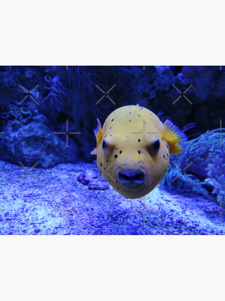 "Angry puffer fish" Sticker by DesignsBySaxton | Redbubble