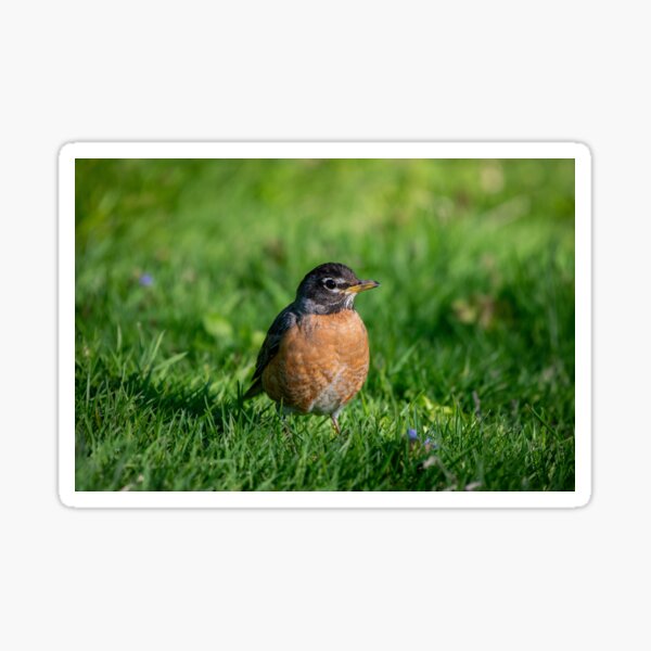 "American Robin" Sticker for Sale by DuckDadDo | Redbubble