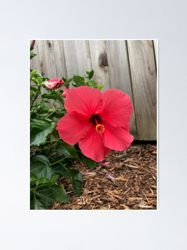 "Red Flower" Poster by HEhandmade | Redbubble