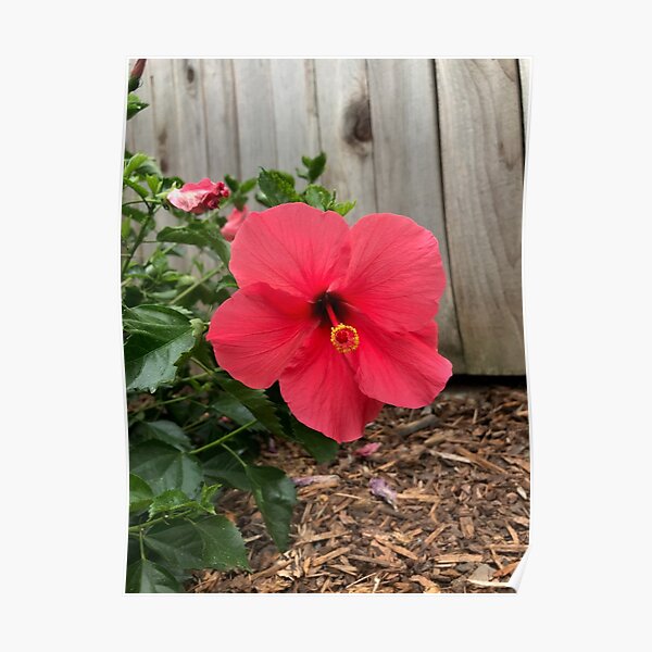 "Red Flower" Poster by HEhandmade | Redbubble
