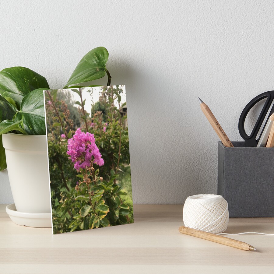 "Crape Myrtle" Art Board Print by HEhandmade | Redbubble