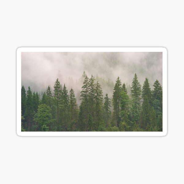 "Real Trees with Mist " Sticker for Sale by CreatorBug | Redbubble