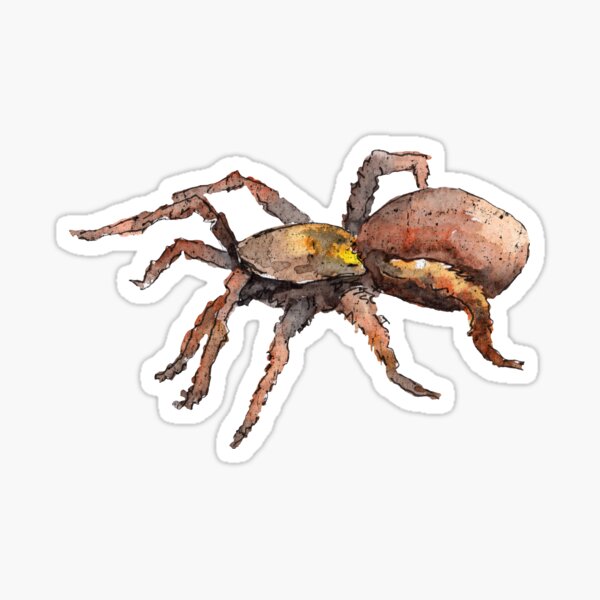 "Tarantula tarantula spider" Sticker for Sale by cappu1 | Redbubble