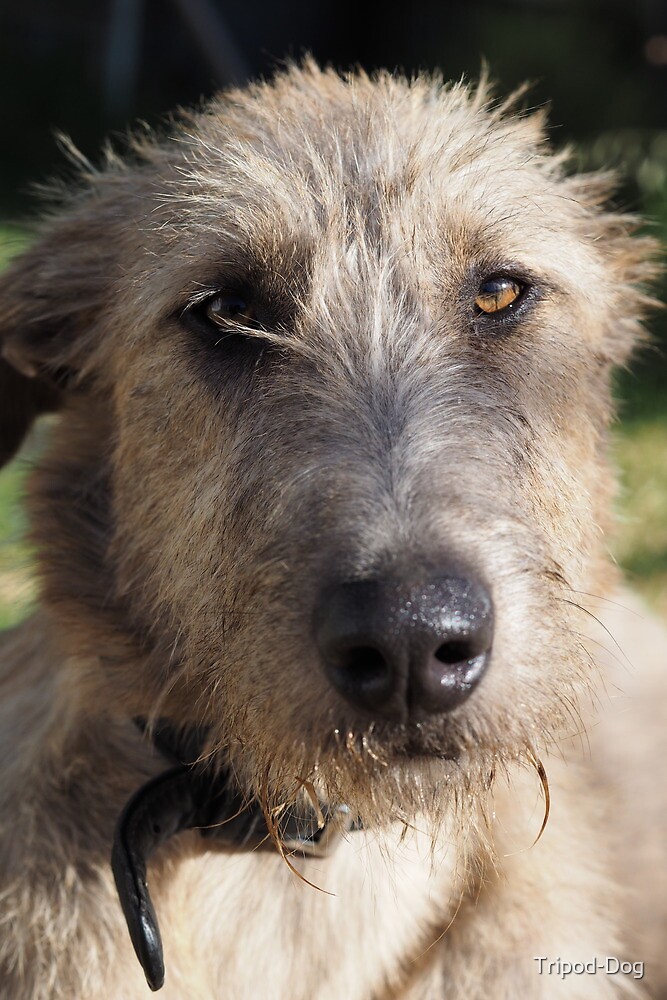 "Grace - Stag Hound 1.5yrs" by Tripod-Dog | Redbubble