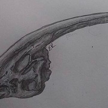 "Parasaurolophus Dinosaur Fossil Skull Sketch" Sticker for Sale by ...