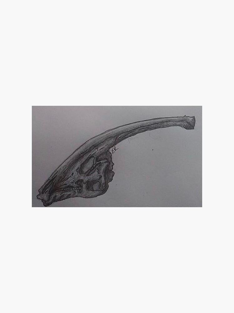 "Parasaurolophus Dinosaur Fossil Skull Sketch" Sticker for Sale by ...