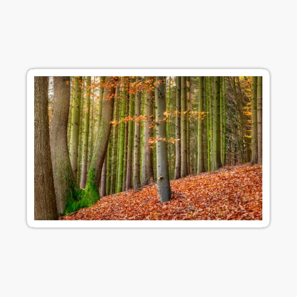 "Mixed Autumnal Forest with a Beech Tree" Sticker for Sale by kathom ...