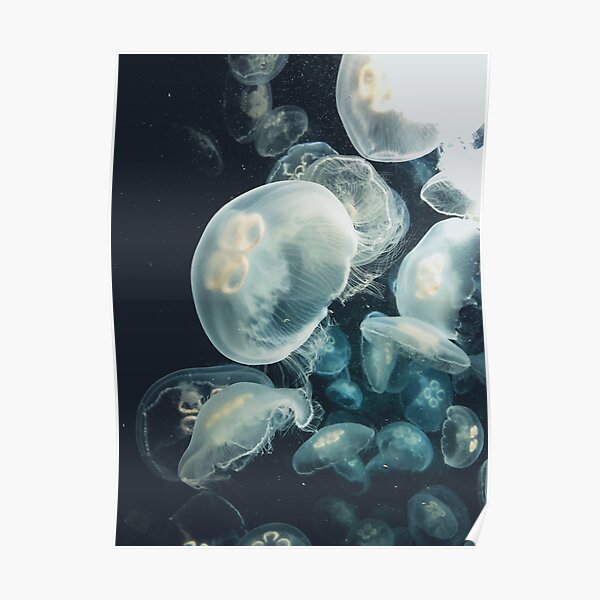 "Jellyfish design " Poster for Sale by Casto-Designs | Redbubble