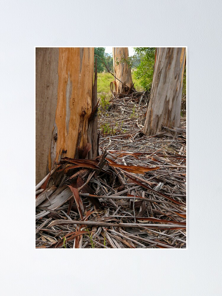 "Stringy Bark Sheddings. Australian Gum Trees." Poster for Sale by ...