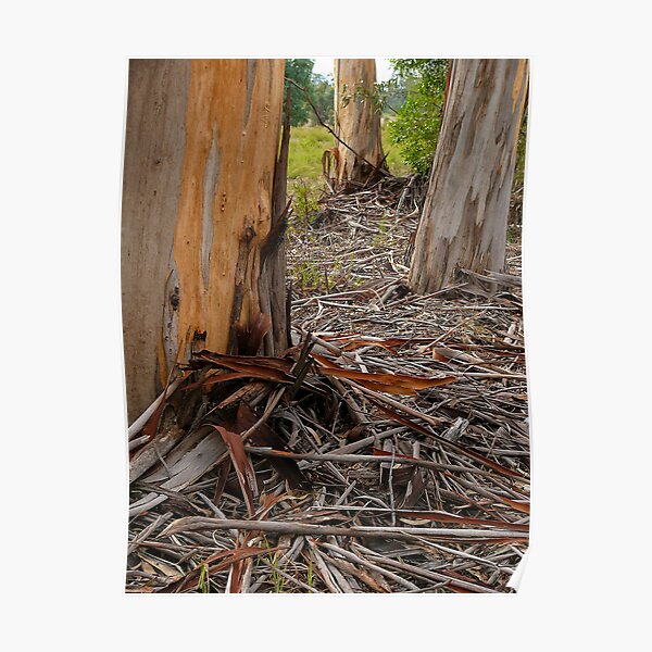 "Stringy Bark Sheddings. Australian Gum Trees." Poster for Sale by ...