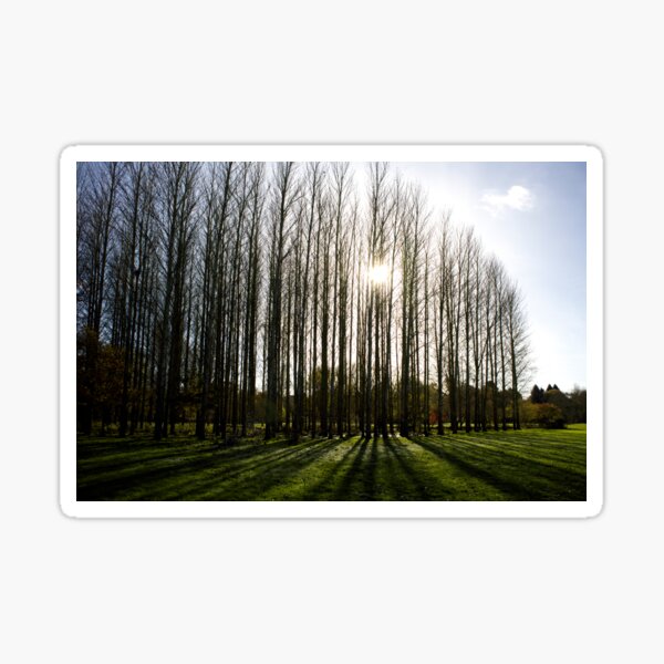 "poplar trees" Sticker for Sale by travelpicspro | Redbubble