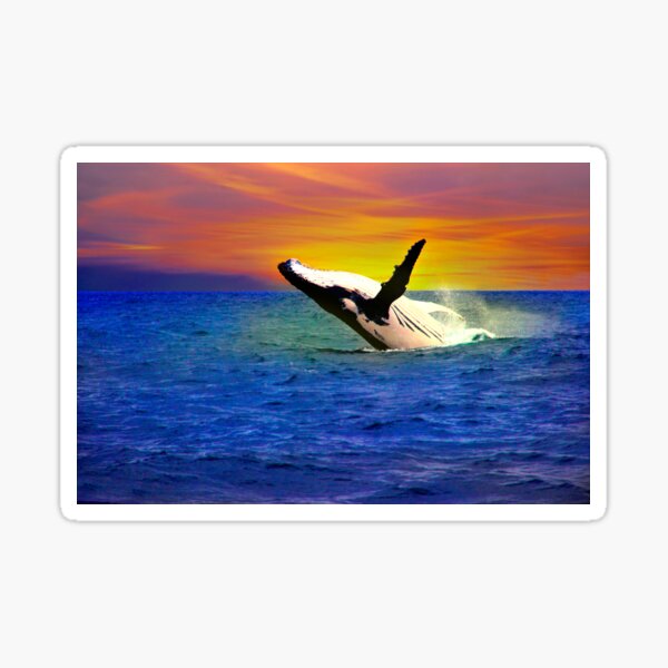"Humpback Whale Breaching Near Puerto Lopez, Ecuador XI" Sticker for ...