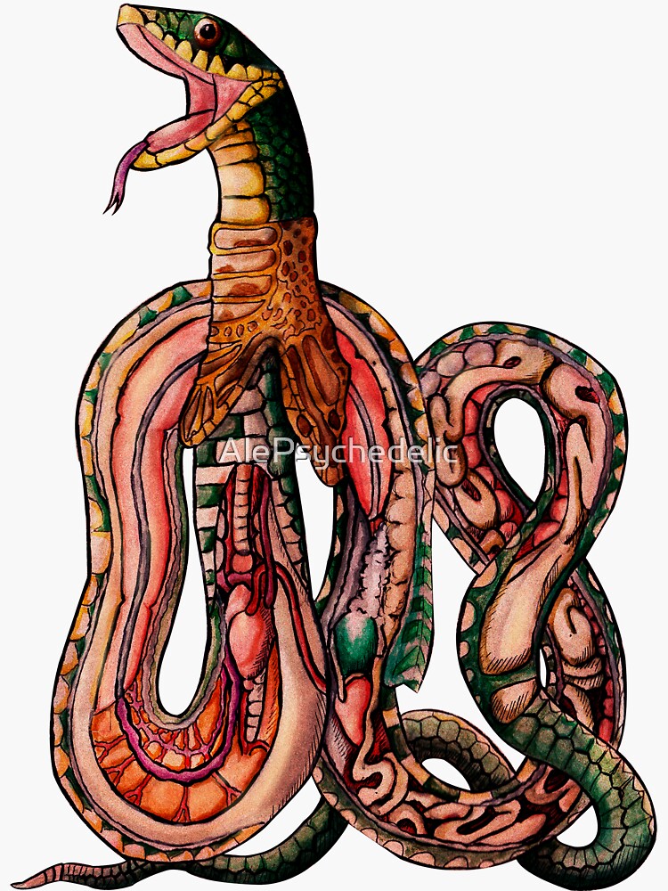 "Snake sticker, nature art, scientific illustration of a snake ...
