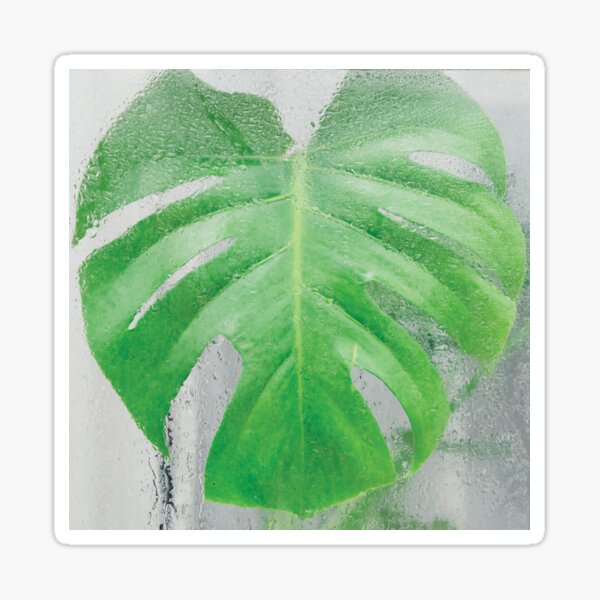 "Swiss Cheese Plant Behind Wet Glass" Sticker for Sale by HarryHas ...