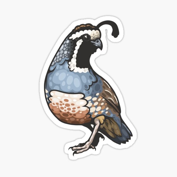 "California Quail" Sticker by Ginboy | Redbubble